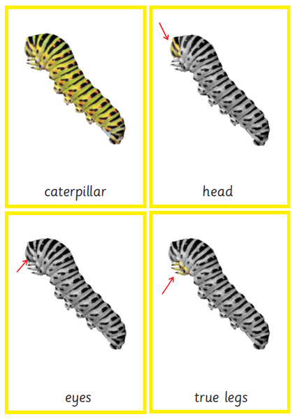 Montessori Caterpillar Nomenclature 3-Part Cards – The Learning Ark