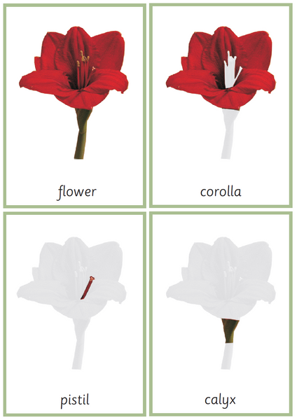 Montessori Flower Nomenclature 3-Part Cards – The Learning Ark