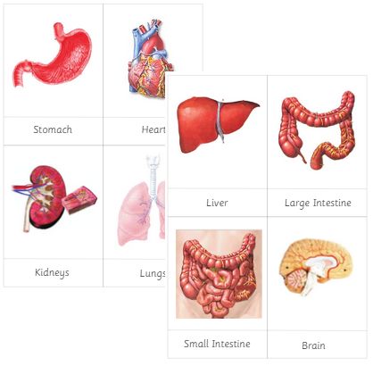 Organ Card – The Learning Ark