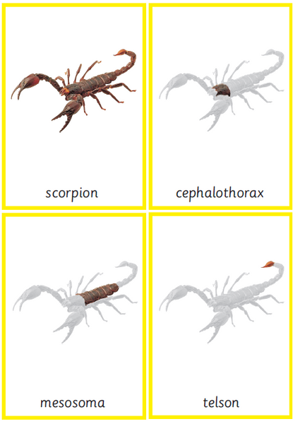 Montessori Scorpion Nomenclature 3-Part Cards – The Learning Ark